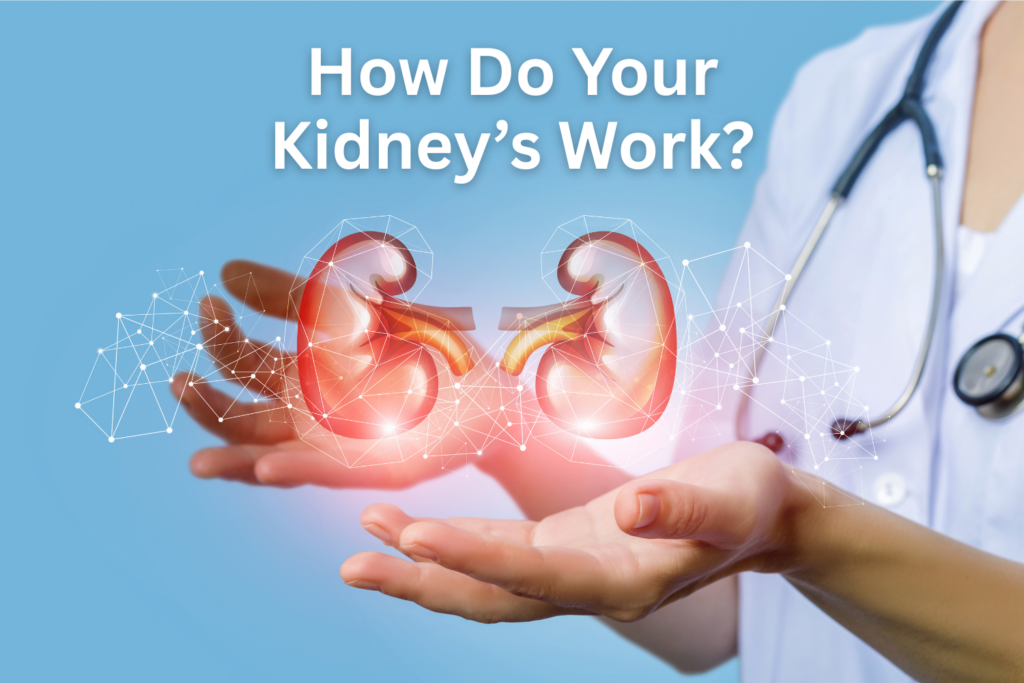 Understanding Kidney Function: What Your Kidneys Really Do - Mobil Dialysis